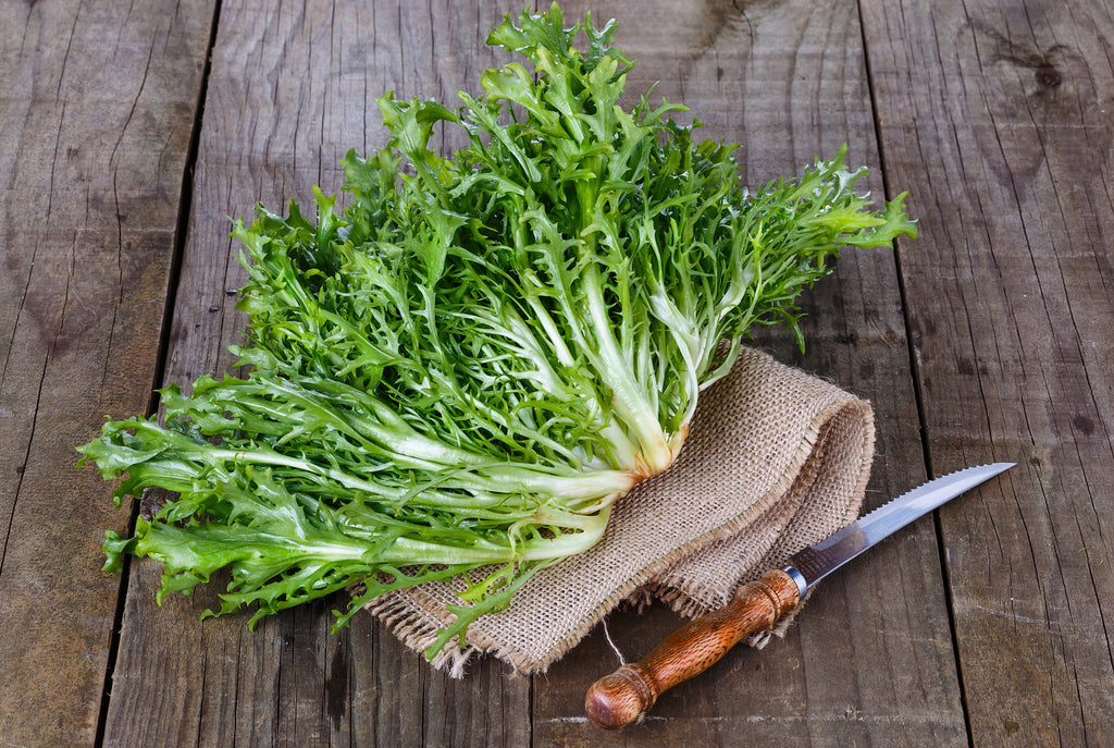 Endive, Green Curled Ruffec - Lettuce Seeds - Heirloom – Hometown Seeds Endive, Green Curled Ruffec - Lettuce Seeds - Heirloom – Hometown Seeds