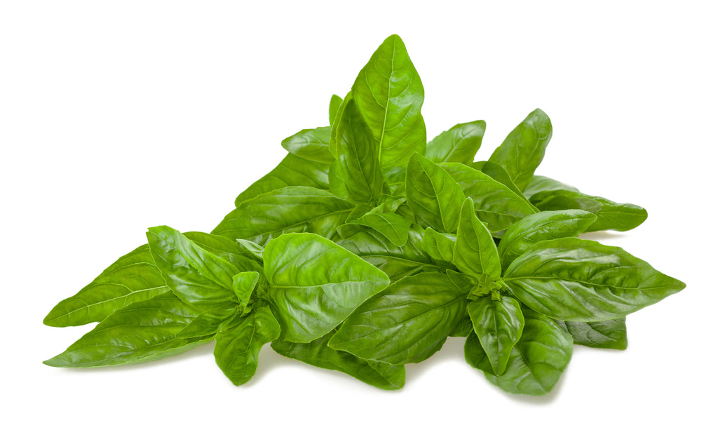 Basil, Genovese - Heirloom – Hometown Seeds