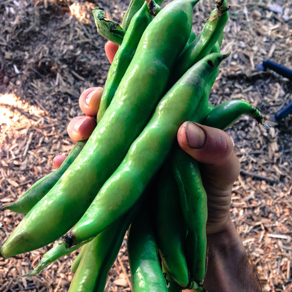 Broad Windsor Pole Fava Bean Seeds - Heirloom – Hometown Seeds