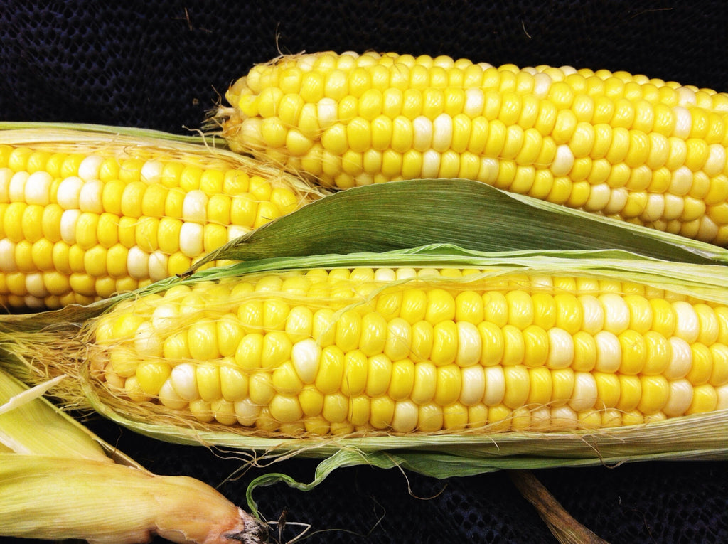 Early Sunglow Hybrid (su) Corn Seeds – Hometown Seeds