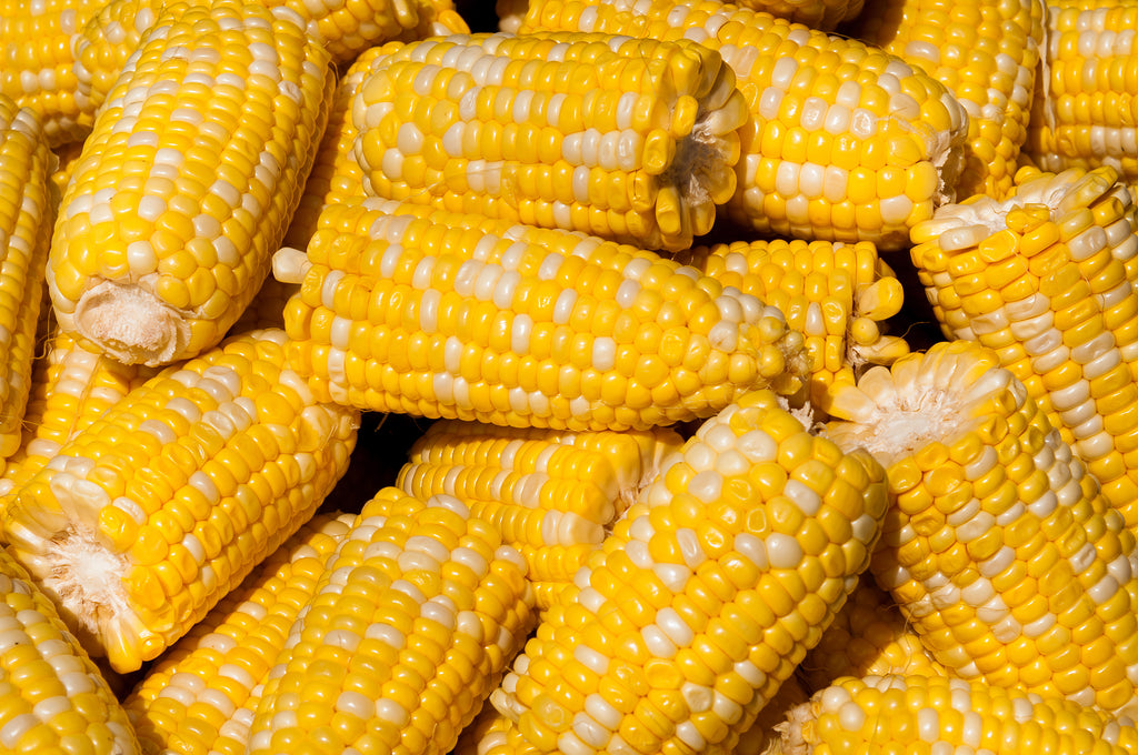 Honey and Cream Hybrid (su) Corn Seeds – Hometown Seeds