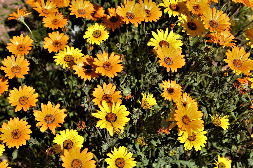 African Daisy Dimorphotheca Mixed Color Seeds - Heirloom – Hometown Seeds