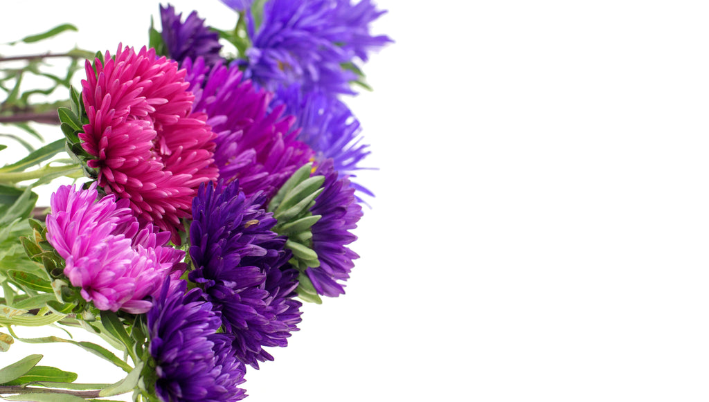 Aster Crego Giant Mixture – Hometown Seeds