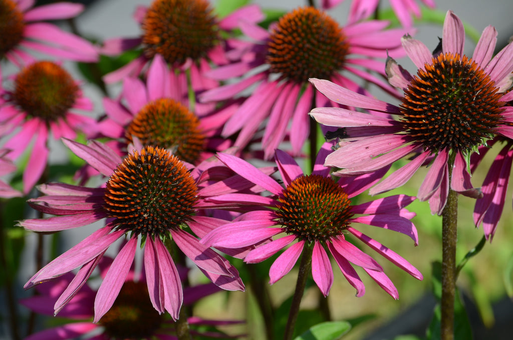 Coneflower, Purple – Hometown Seeds