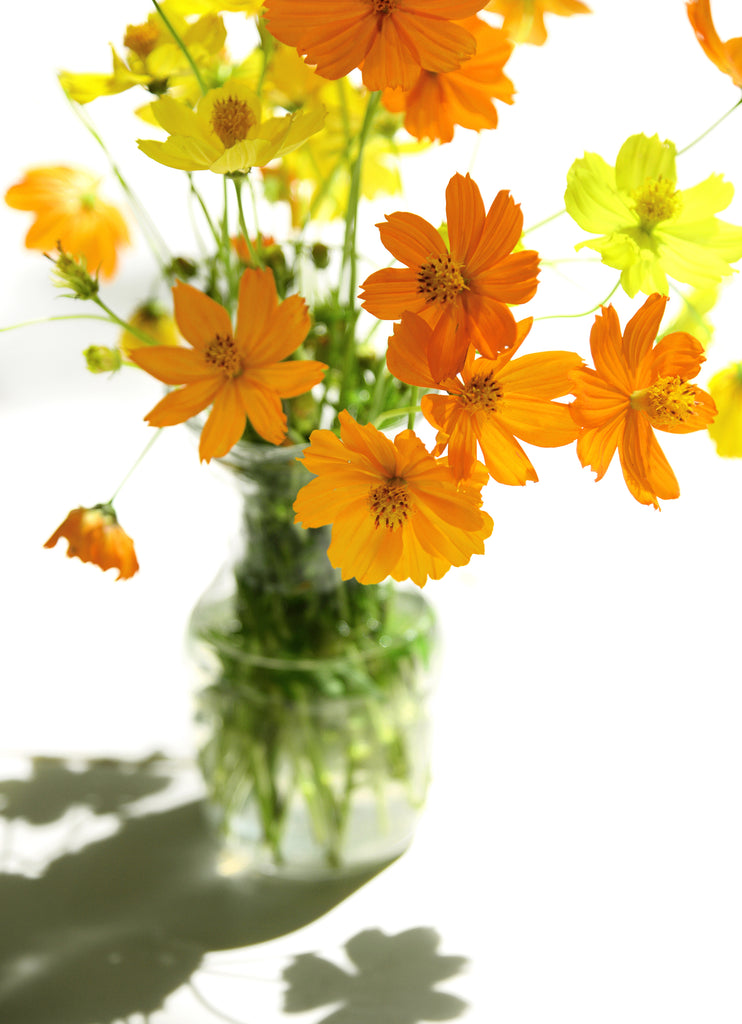 Cosmos, Bright Lights – Hometown Seeds