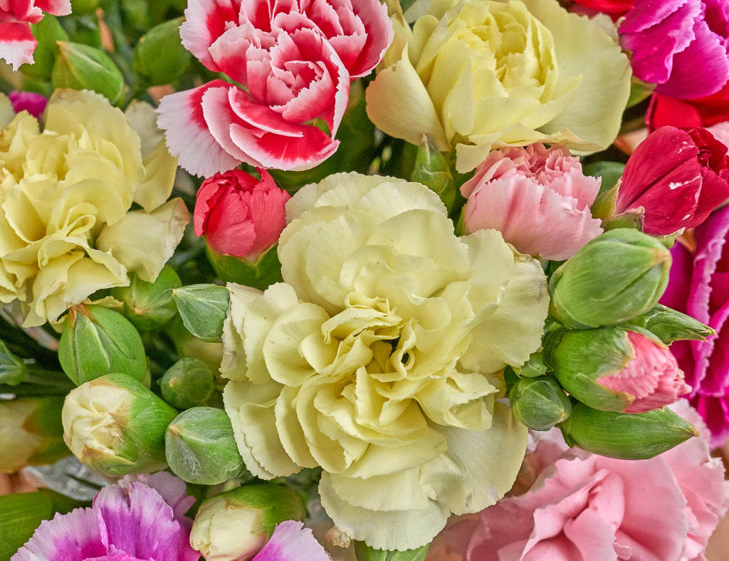 Dianthus (Carnation) Chabaud Series – Hometown Seeds