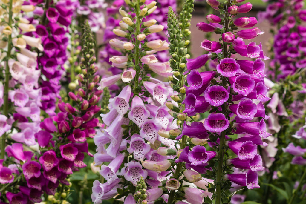 Foxglove Mixed Colors – Hometown Seeds