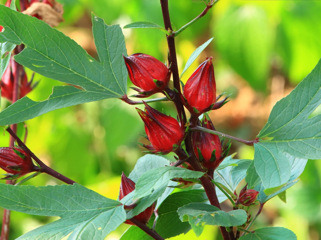 Roselle Plant Growing