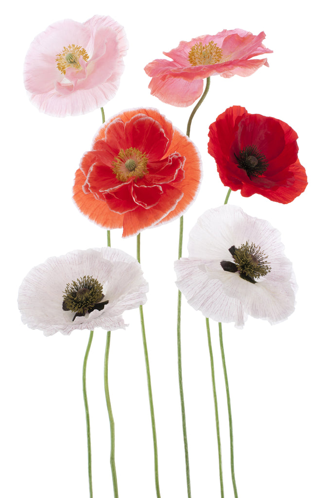 Iceland Poppy Gartford Giants Mixed Colors – Hometown Seeds