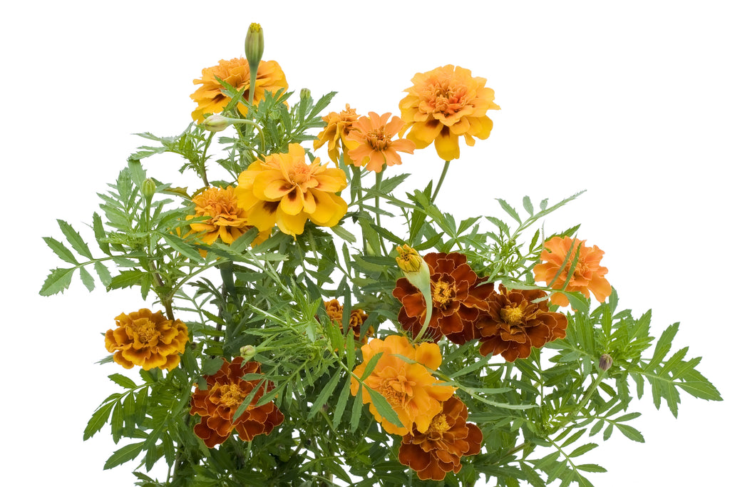 Marigold, Petite Mixture – Hometown Seeds