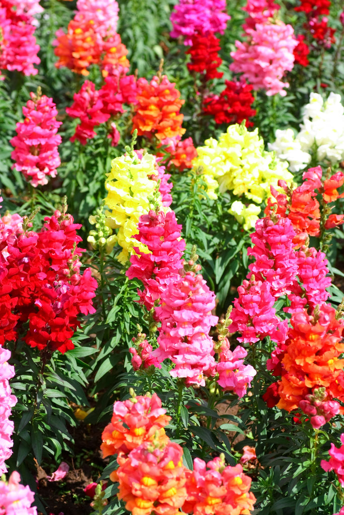 Snapdragon Maximum Mix – Hometown Seeds