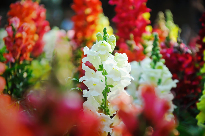 Snapdragon Sonnet Series - Mixed Color – Hometown Seeds