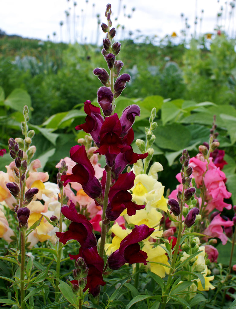 Snapdragon Sonnet Series - Mixed Color – Hometown Seeds