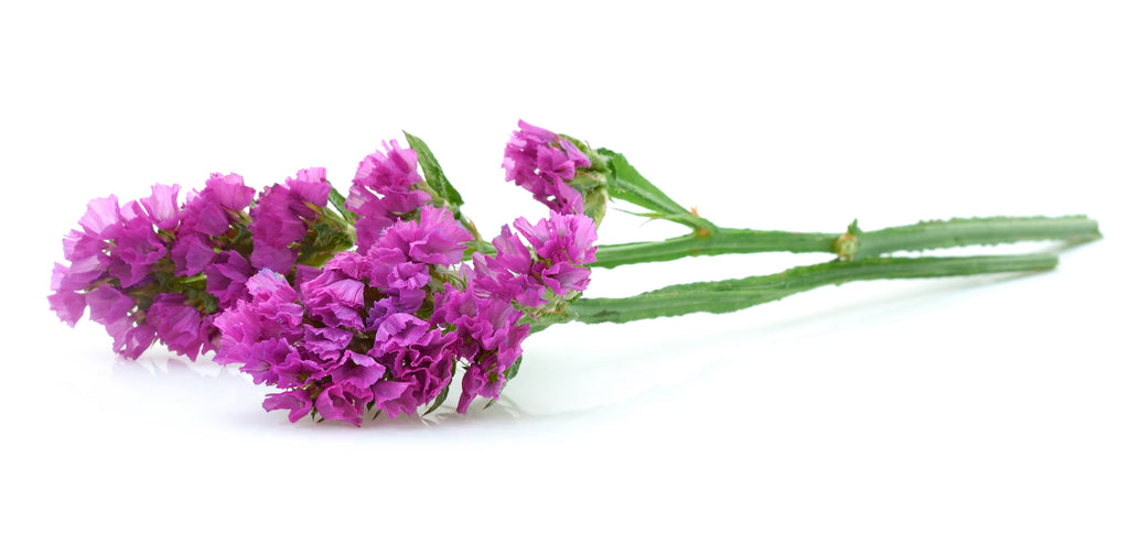 Statice QIS Series Seeds – Hometown Seeds