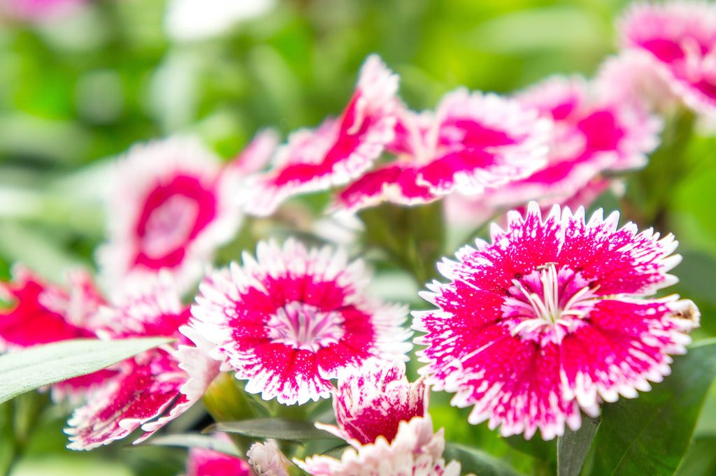 Sweet William, Wee Willie – Hometown Seeds