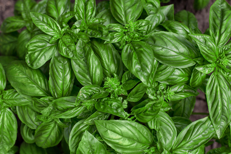 Basil, Genovese - Heirloom – Hometown Seeds