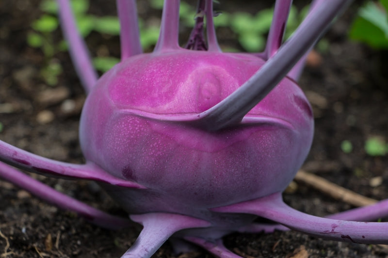 Purple Vienna Kohlrabi Seeds - Heirloom – Hometown Seeds