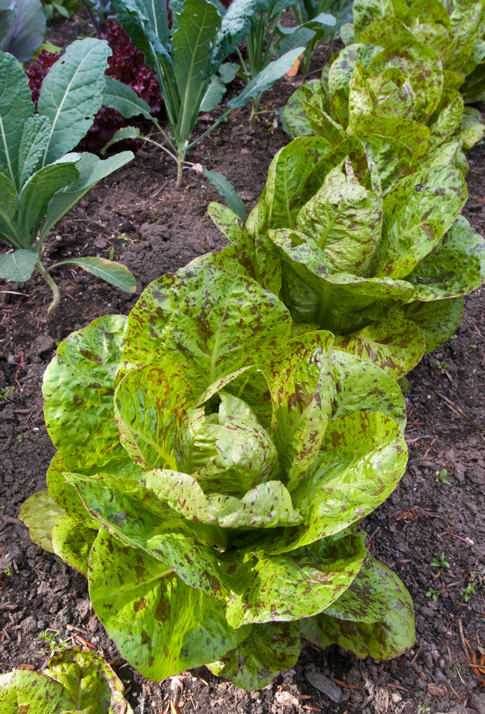 Romaine Freckles Lettuce Seeds - Heirloom – Hometown Seeds Romaine Freckles Lettuce Seeds - Heirloom – Hometown Seeds