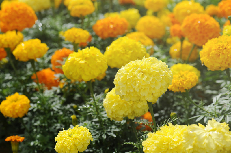 Marigold, Cracker Jack Mix – Hometown Seeds