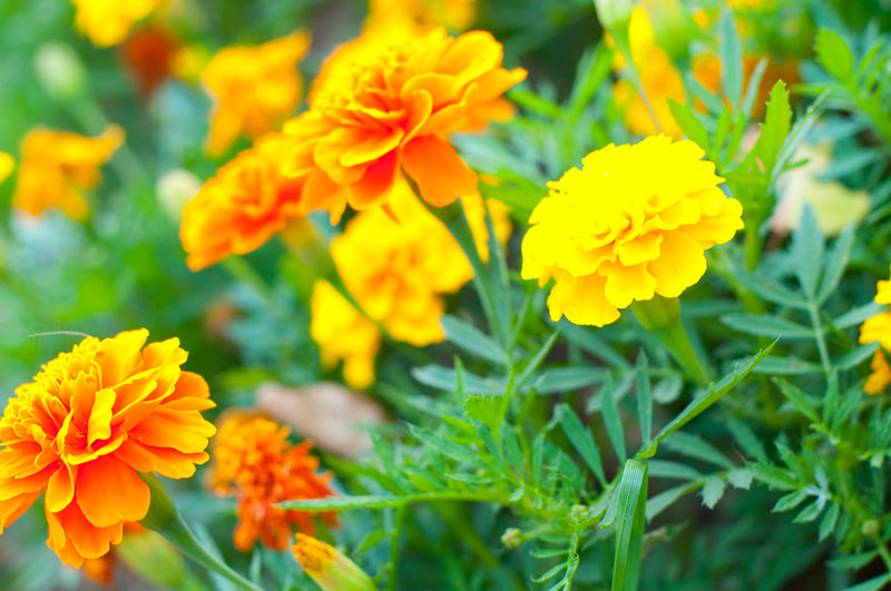 Marigold, Petite Mixture – Hometown Seeds