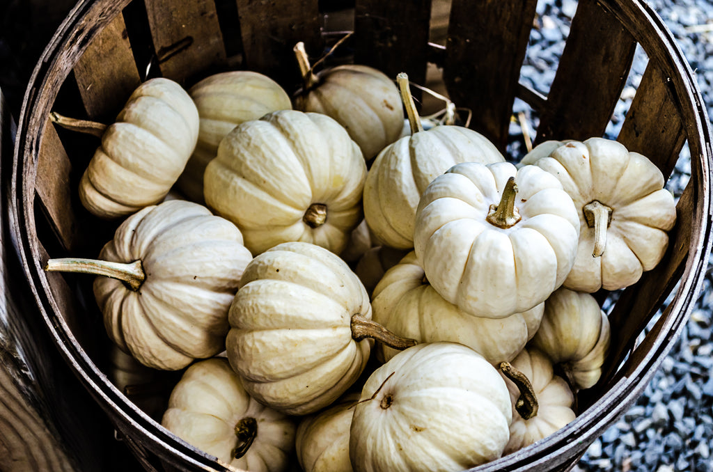 Baby Boo (treated) Pumpkin Seeds - Heirloom – Hometown Seeds