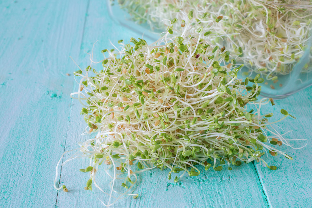 Red Clover Organic Sprouting Seeds – Hometown Seeds