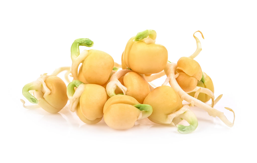 Garbanzo Bean Organic Sprouting Seeds – Hometown Seeds