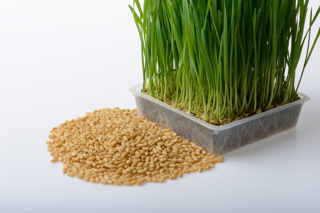 Triticale Organic Sprouting Seeds – Hometown Seeds