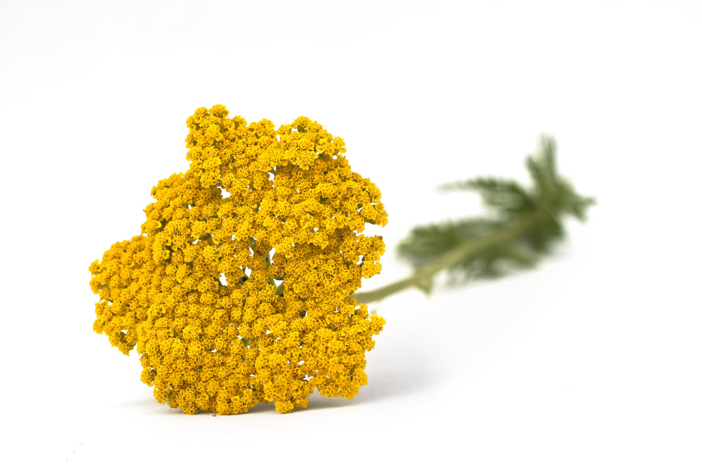 Golden Yarrow Achillea Seeds – Hometown Seeds