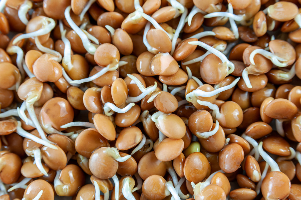 Red Lentil Organic Sprouting Seeds – Hometown Seeds